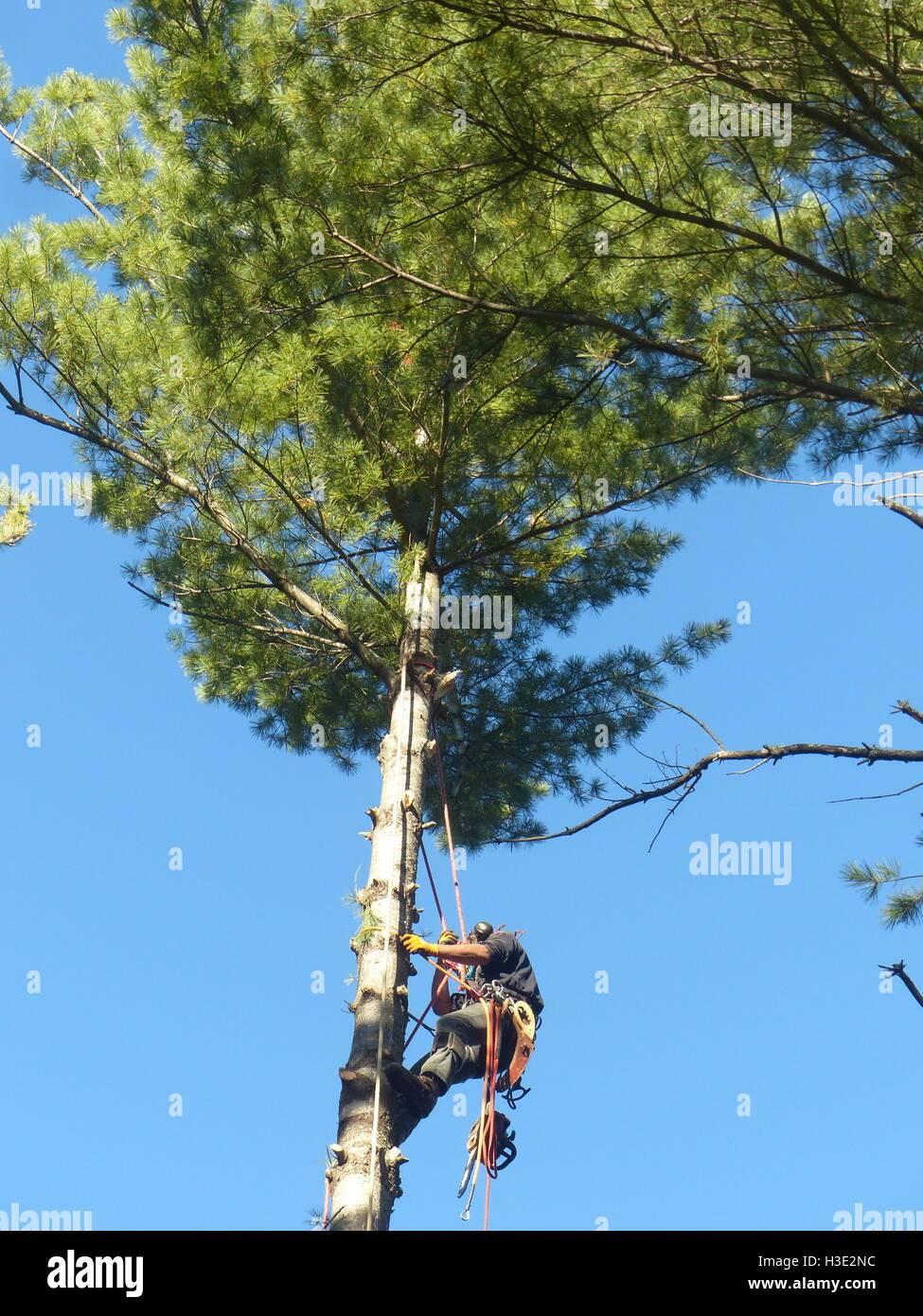 Tree service climber ascends pine tree Stock Photo - Alamy