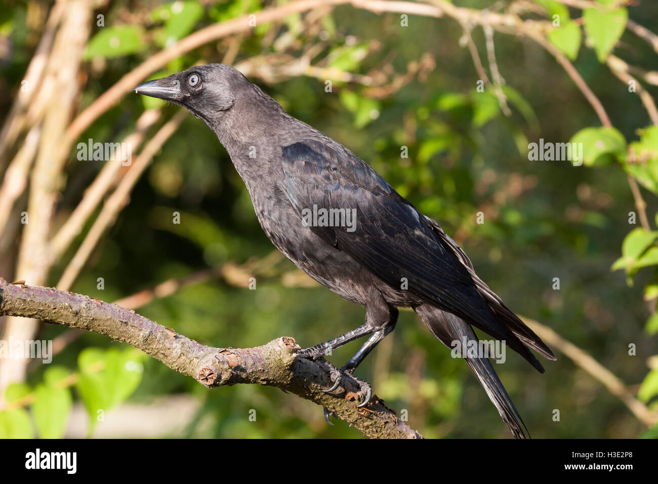 Juvenile crow hi-res stock photography and images - Alamy