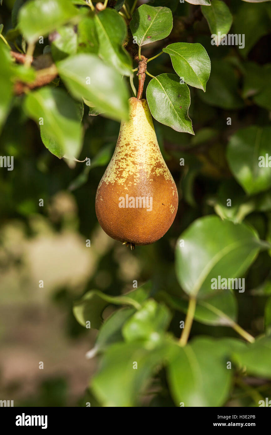 Pear orchard hi-res stock photography and images - Alamy
