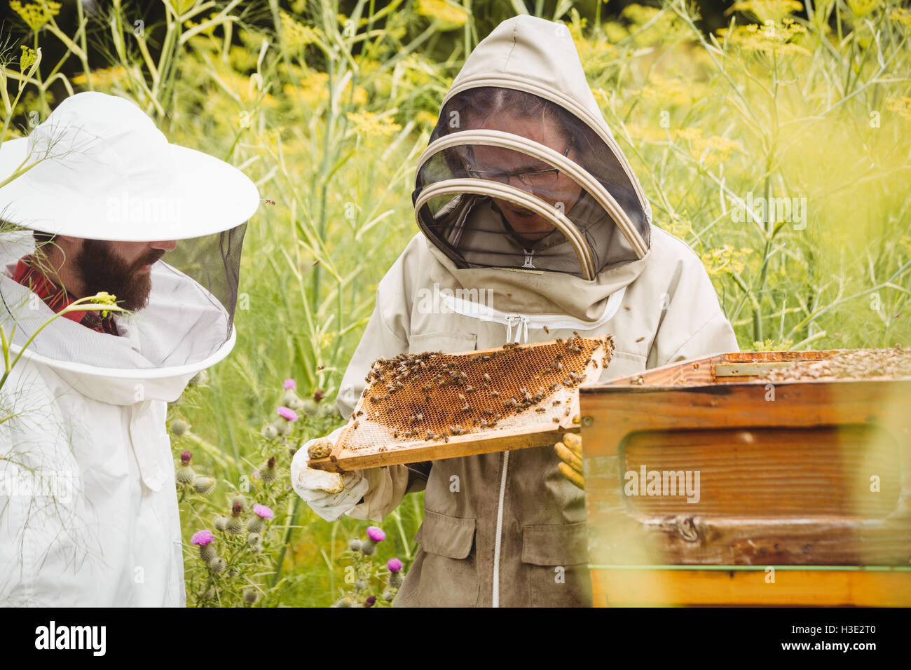 Beekeepers holding and examining beehive Stock Photo - Alamy