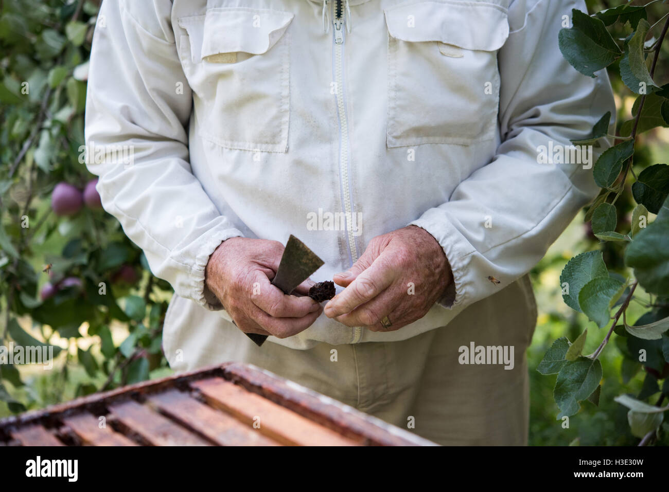 Beekeeper working in apiary garden Stock Photo - Alamy