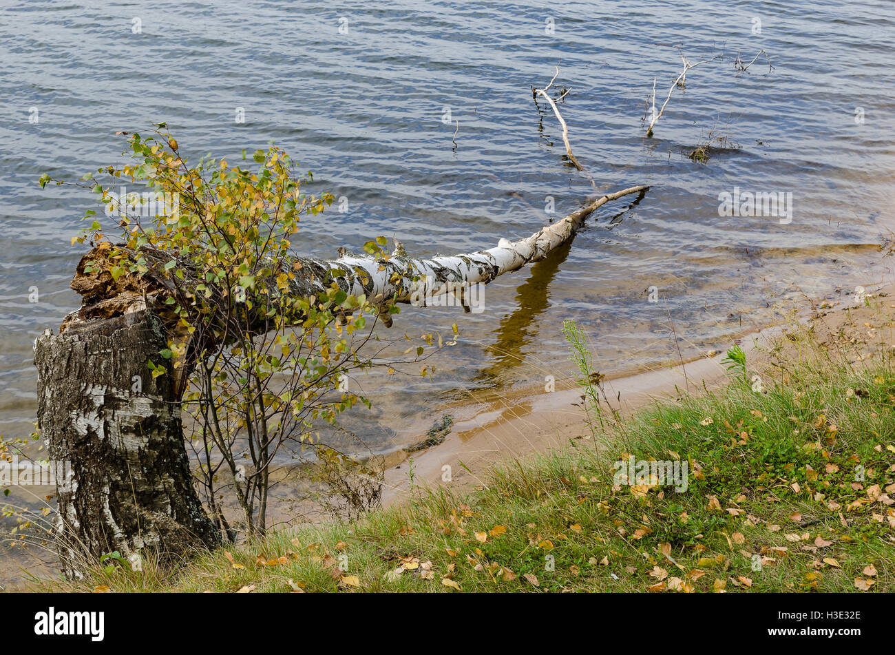 Birch water hi-res stock photography and images - Alamy