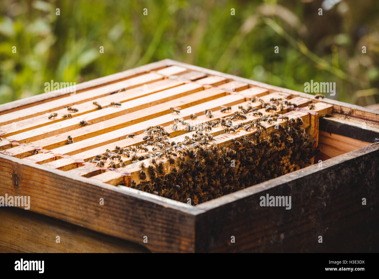 Honey bee frame covered with bees Stock Photo - Alamy