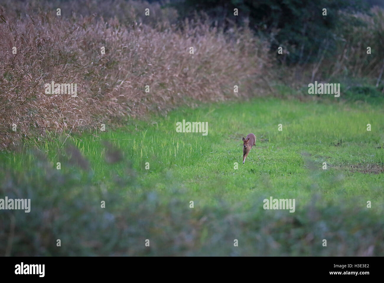 Chinese Water Deer (Hydropotes inermis Stock Photo - Alamy