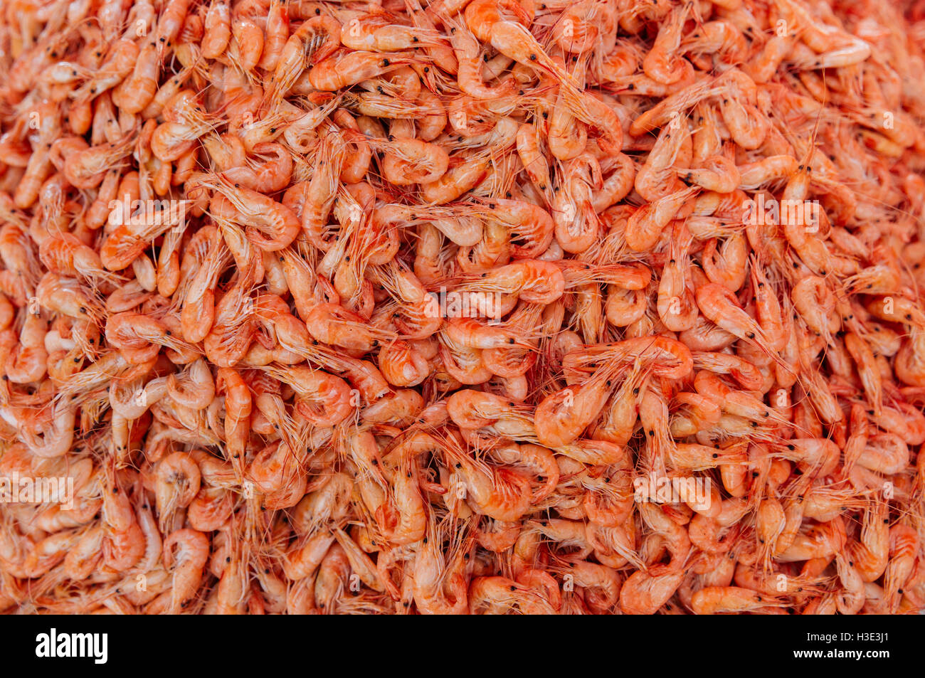Close-up view of a pile of fresh little shripms Stock Photo - Alamy