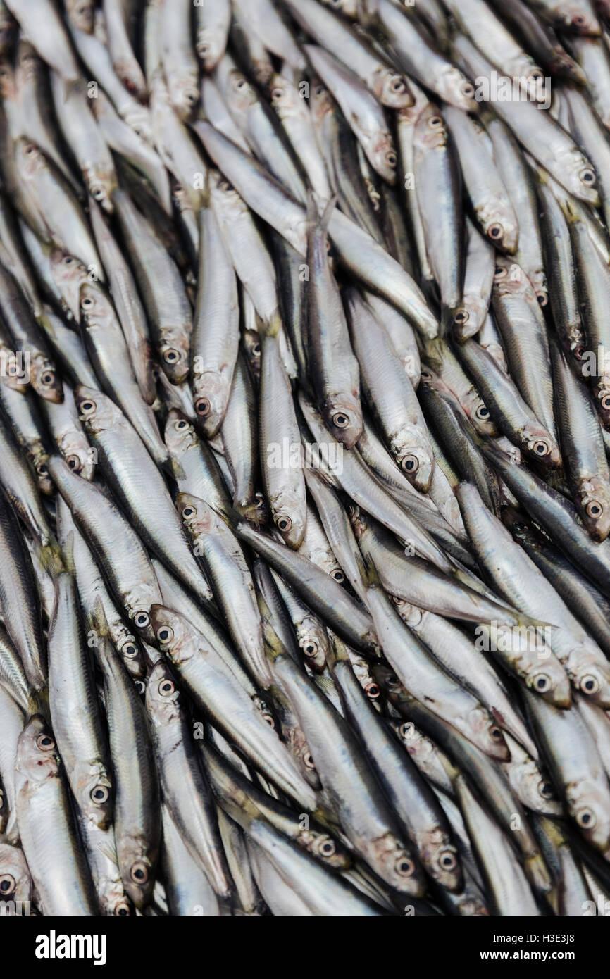 Saurel marine fish hi-res stock photography and images - Alamy