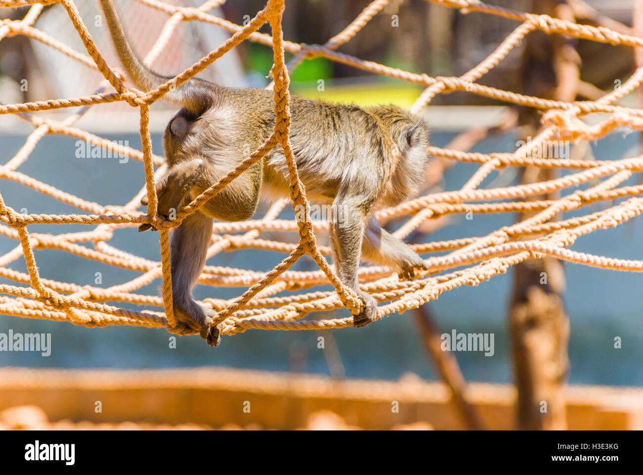 Little Monkey, Spain Stock Photo - Alamy