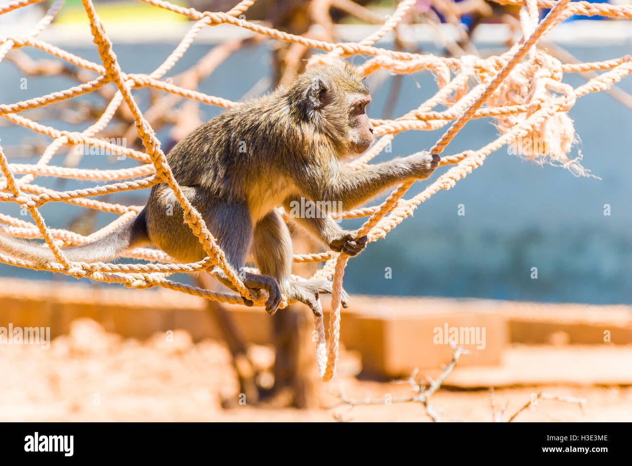 Little Monkey, Spain Stock Photo - Alamy