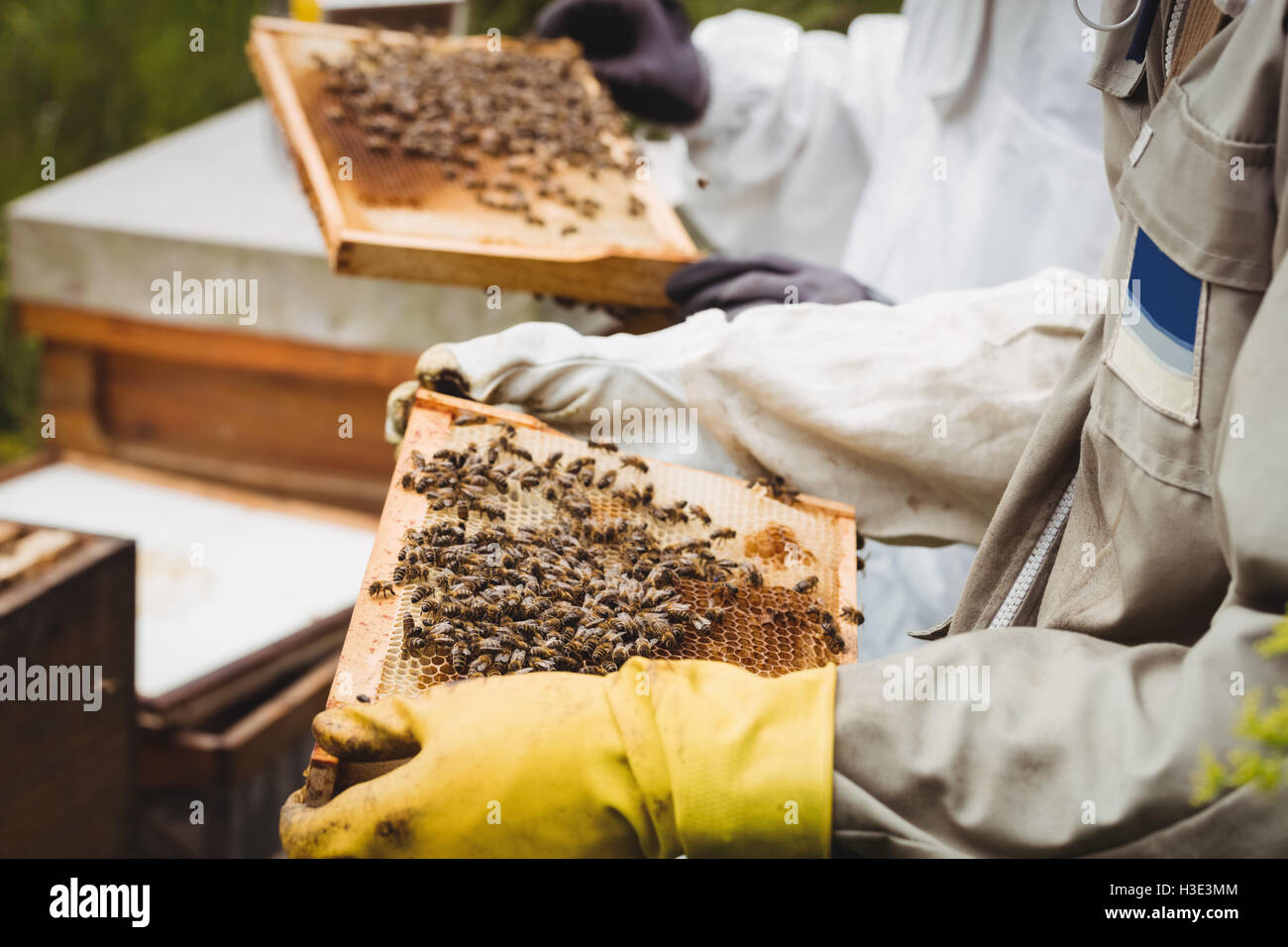 Beekeepers holding and examining beehive Stock Photo - Alamy