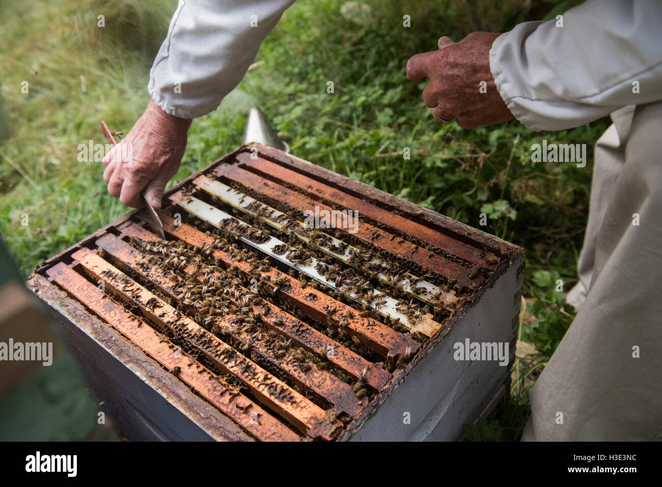 Beekeeper removing honeycomb from beehive in apiary garden Stock Photo ...