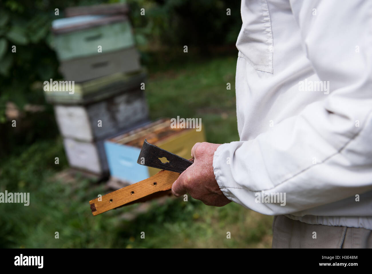 Beekeeper holding the beehive in wooden frame in apiary garden Stock ...