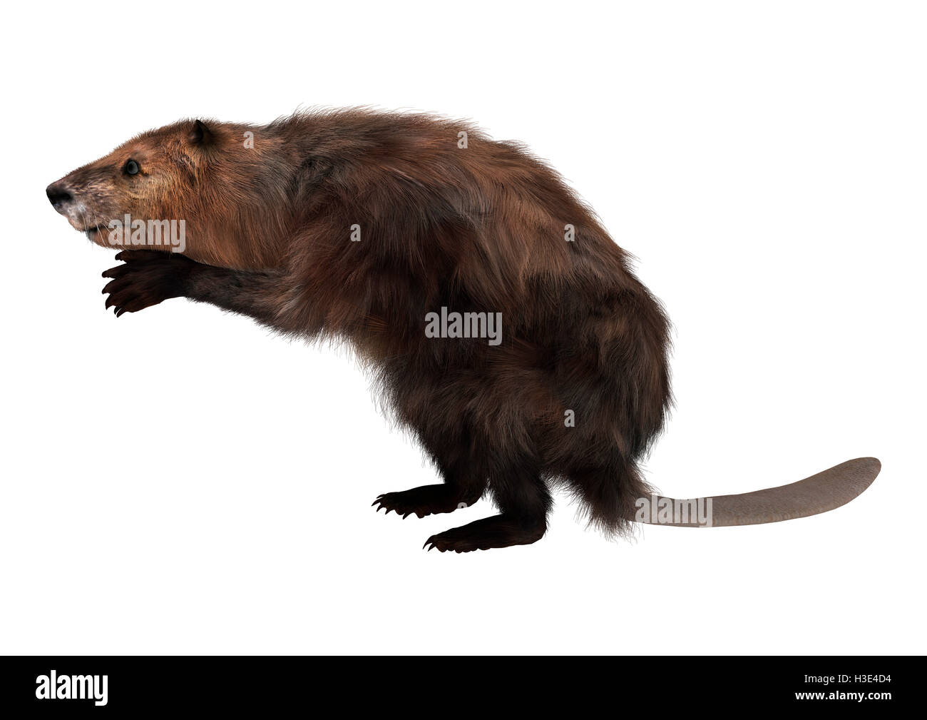 3D rendering of a beaver isolated on white background Stock Photo - Alamy
