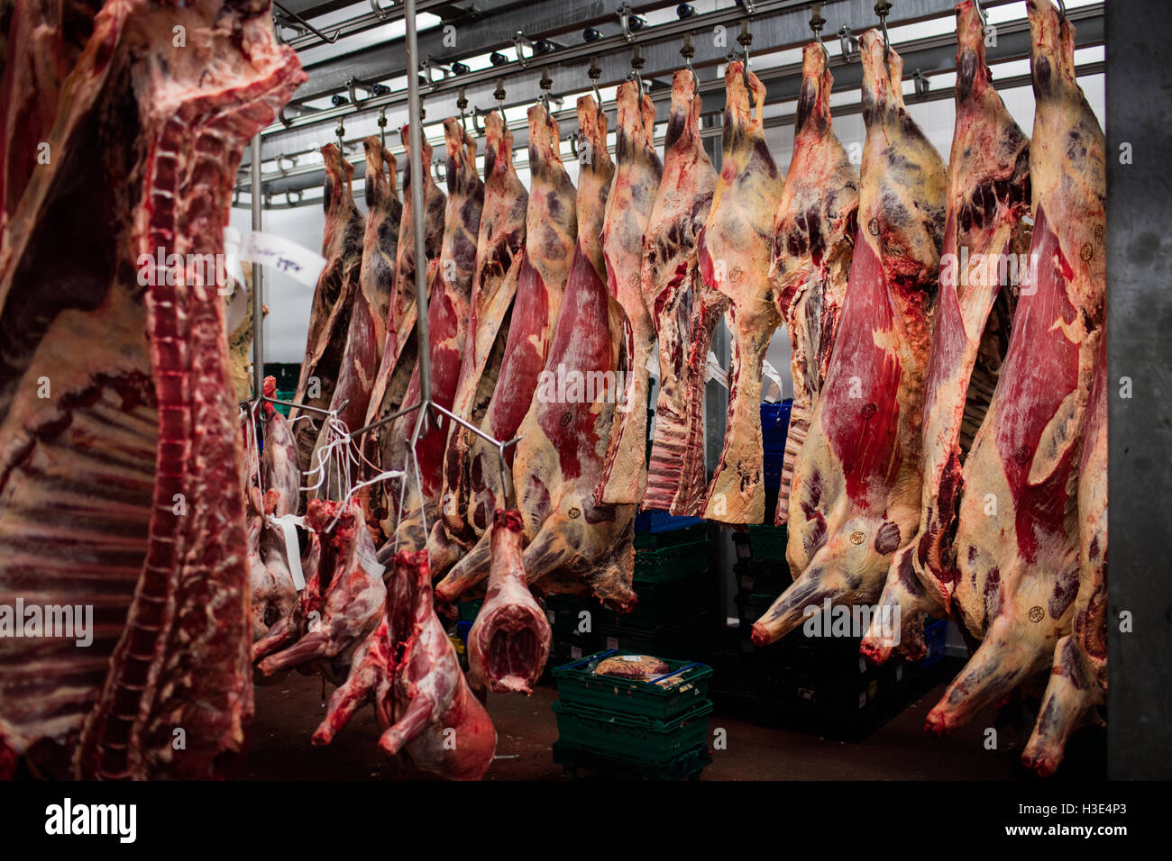 Peeled red meat hanging in the storage room Stock Photo - Alamy