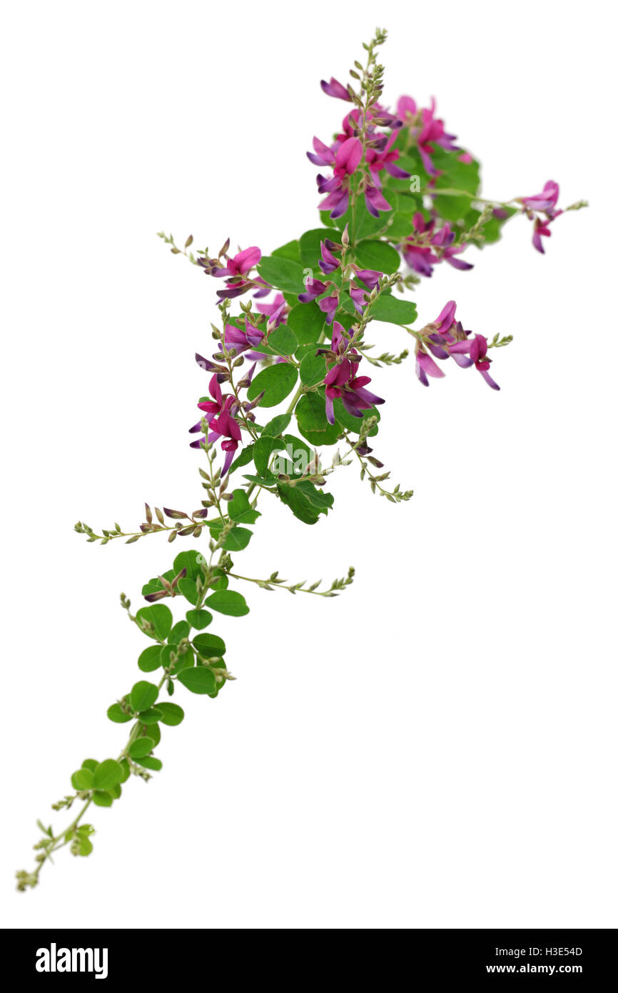 bush clover, lespedeza bicolor, japanese clover, hagi isolated on white ...