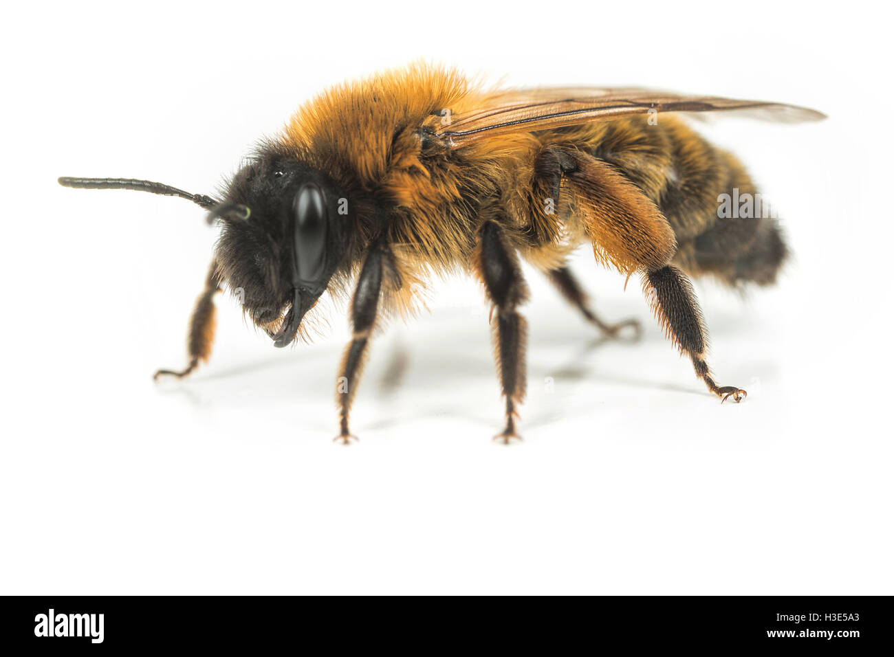 A female Andrena nigroaenea Mining Bee on a white background Stock ...