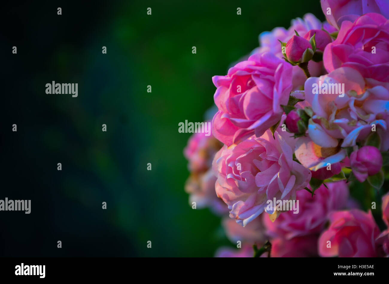 Pink flowers sunset hi-res stock photography and images - Alamy