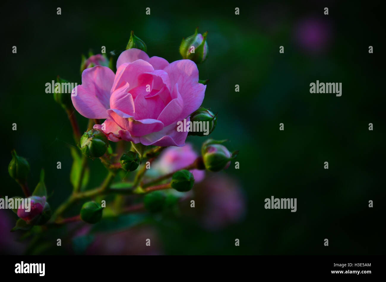Pink flowers sunset hi-res stock photography and images - Alamy
