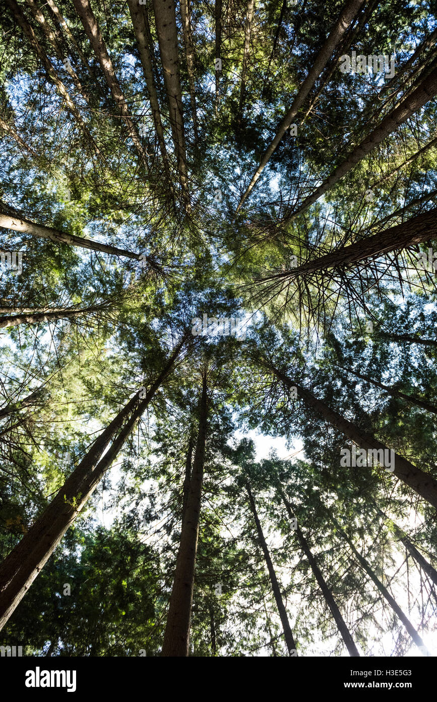 Upward view into trees hi-res stock photography and images - Alamy