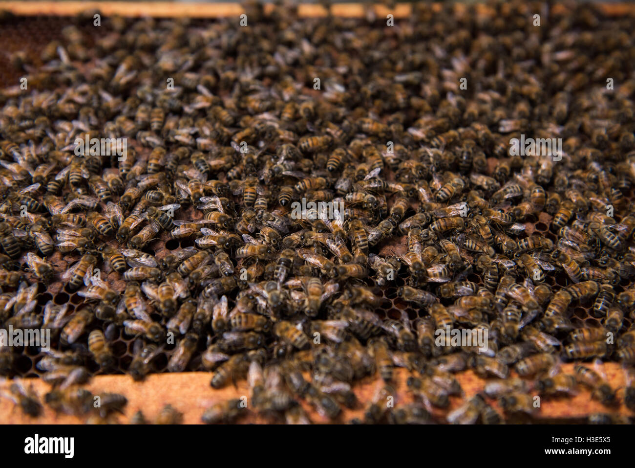 Bees on honeycomb frame Stock Photo - Alamy