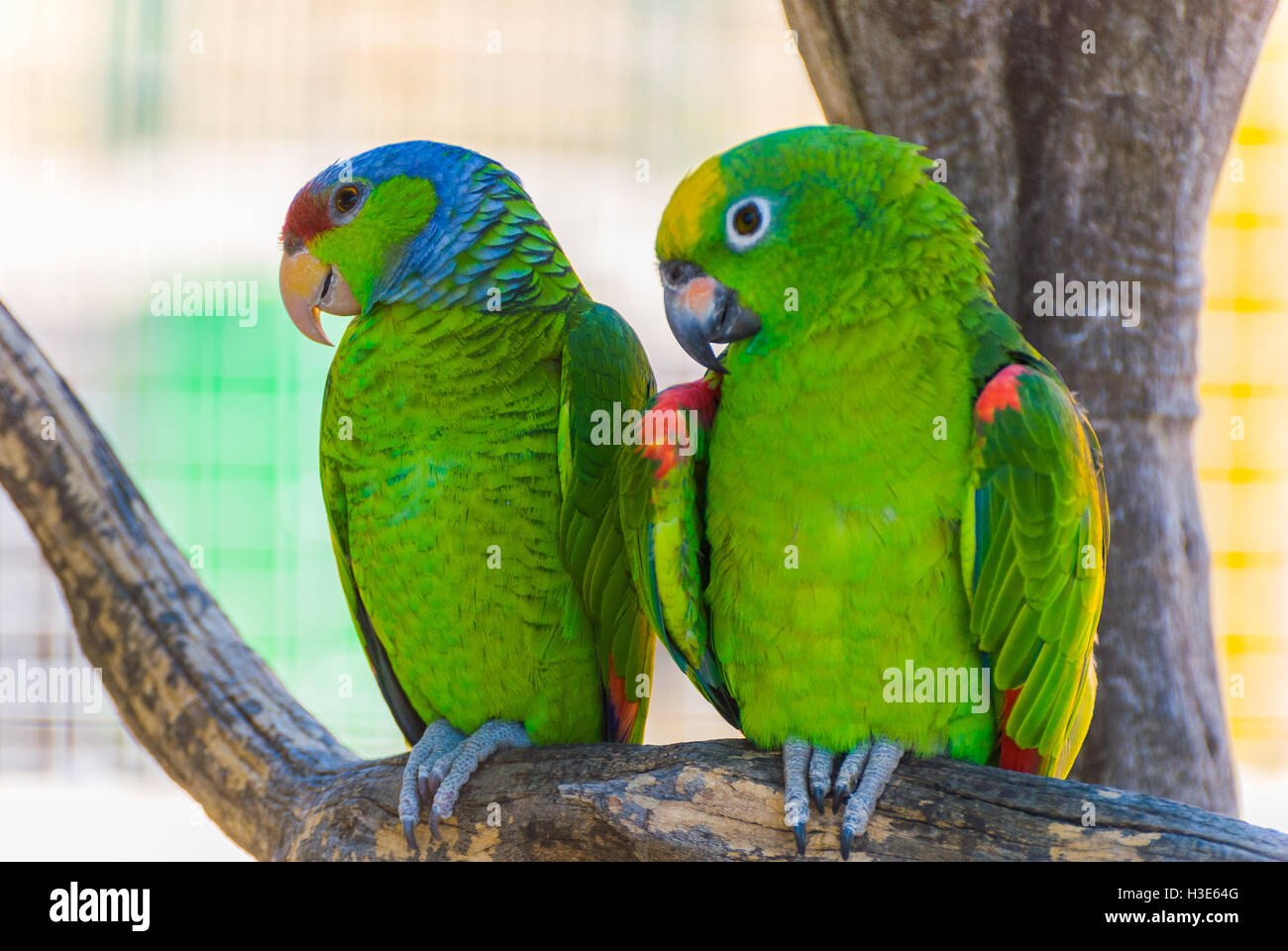 Green parrots hi-res stock photography and images - Alamy