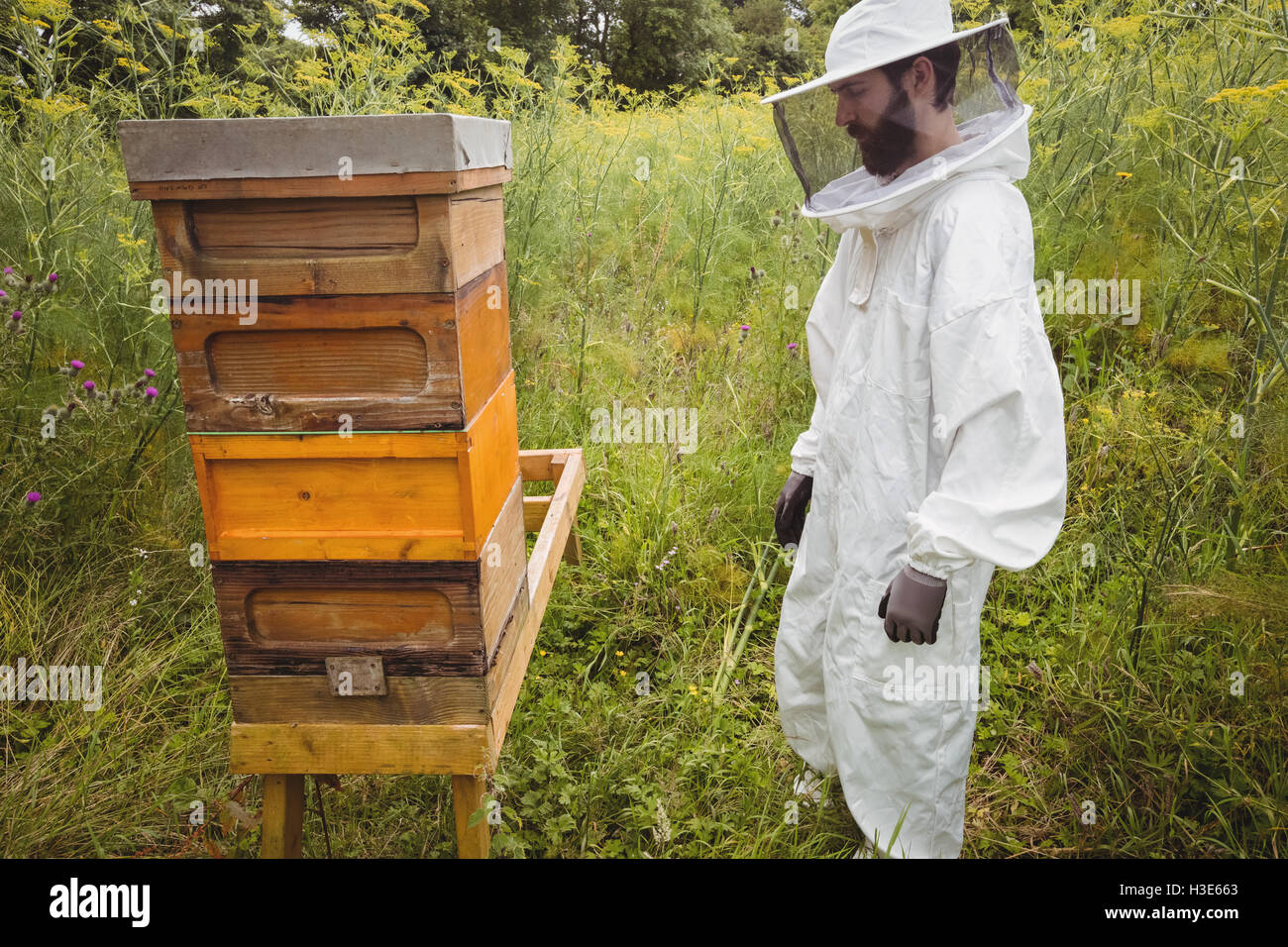 Man looking beehive in hi-res stock photography and images - Alamy