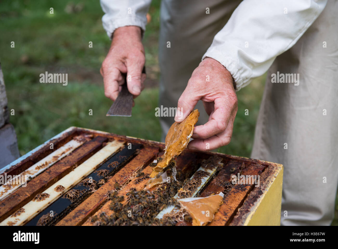 Removing honeycomb from hive hi-res stock photography and images - Alamy