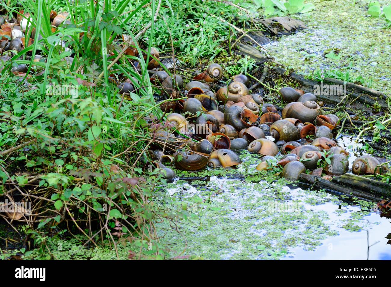 Pile of snail shells hi-res stock photography and images - Alamy