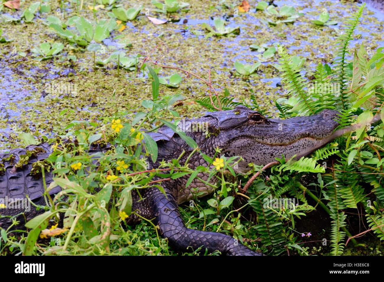Tropical alligator hi-res stock photography and images - Alamy