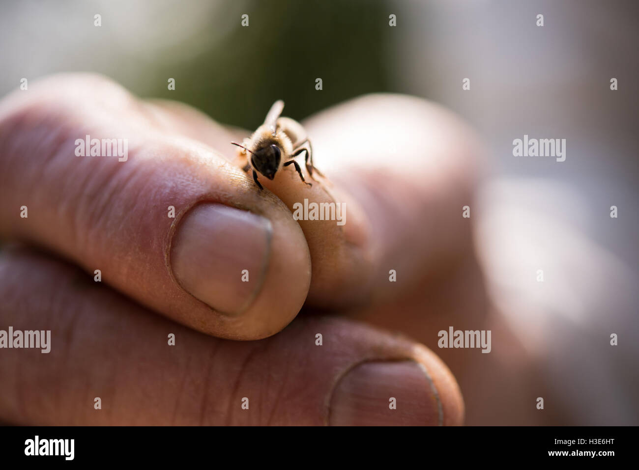 Hand holding a honey bee Stock Photo - Alamy