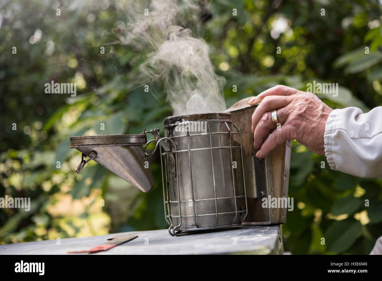 Beekeepers smoking the bees away from hive Stock Photo - Alamy