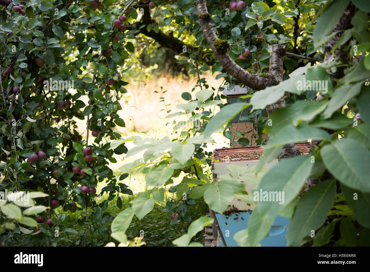 Beehives kept under the tree Stock Photo - Alamy