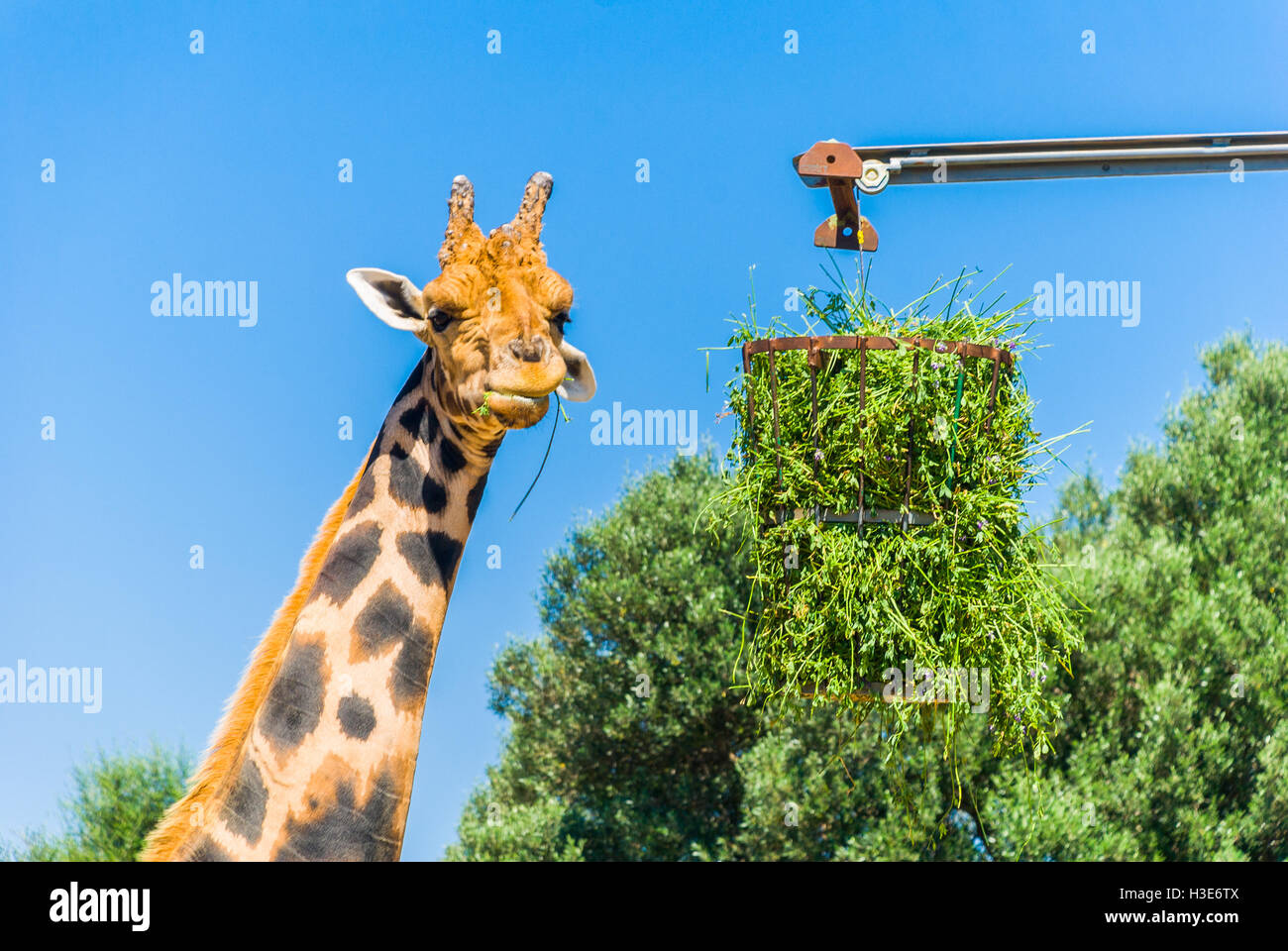 Safari zoo majorca hi-res stock photography and images - Alamy
