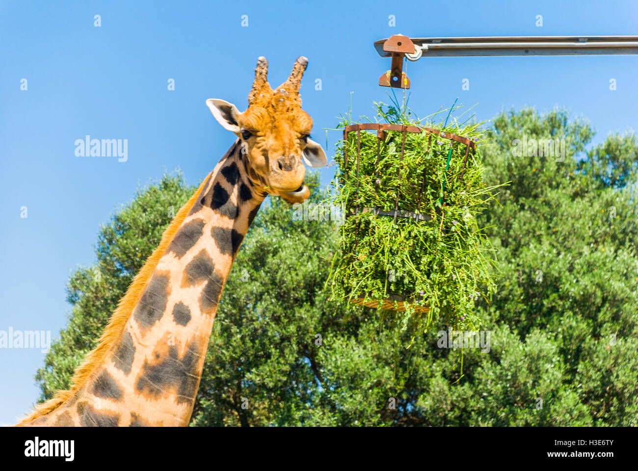 Eating giraffe, Safari Park - Majorca Stock Photo - Alamy