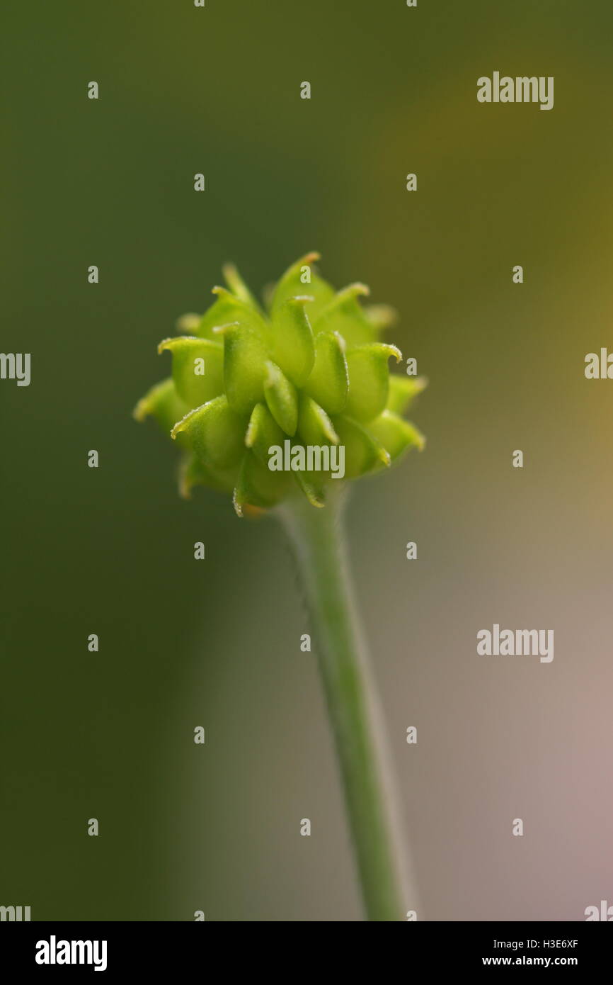 Buttercup weed hi-res stock photography and images - Alamy