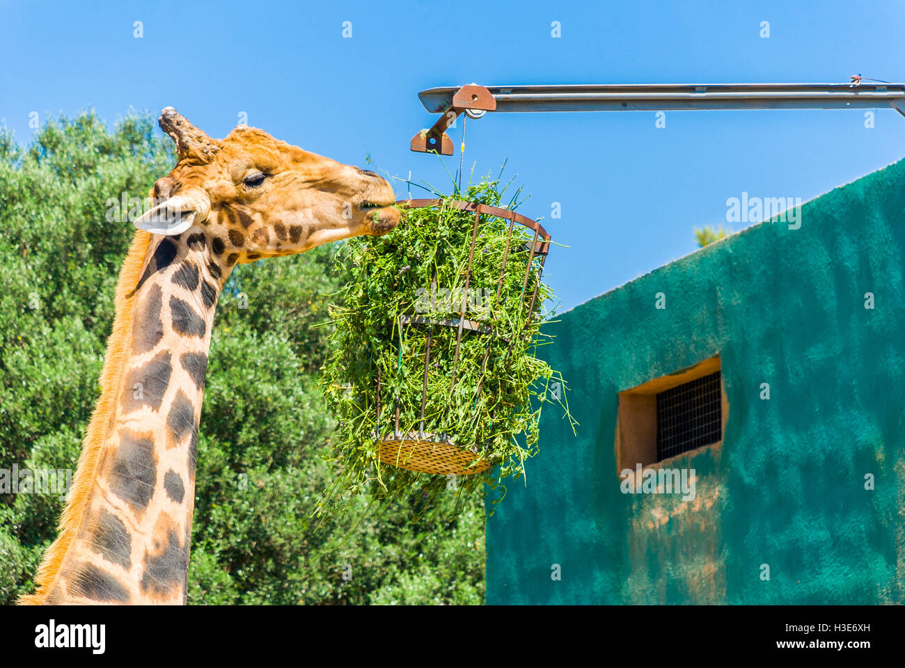 Eating giraffe, Safari Park - Majorca Stock Photo - Alamy
