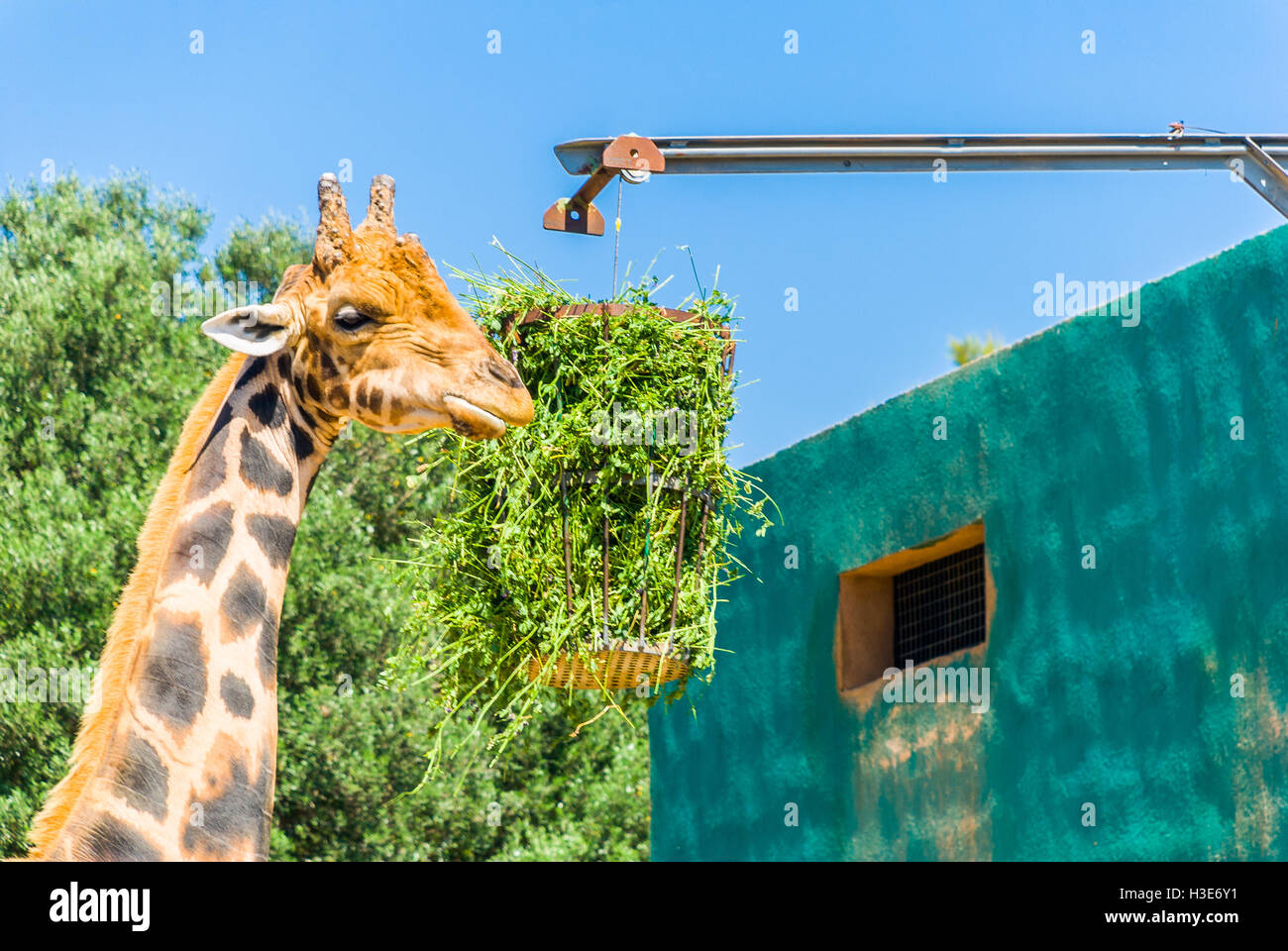 Eating giraffe, Safari Park - Majorca Stock Photo - Alamy