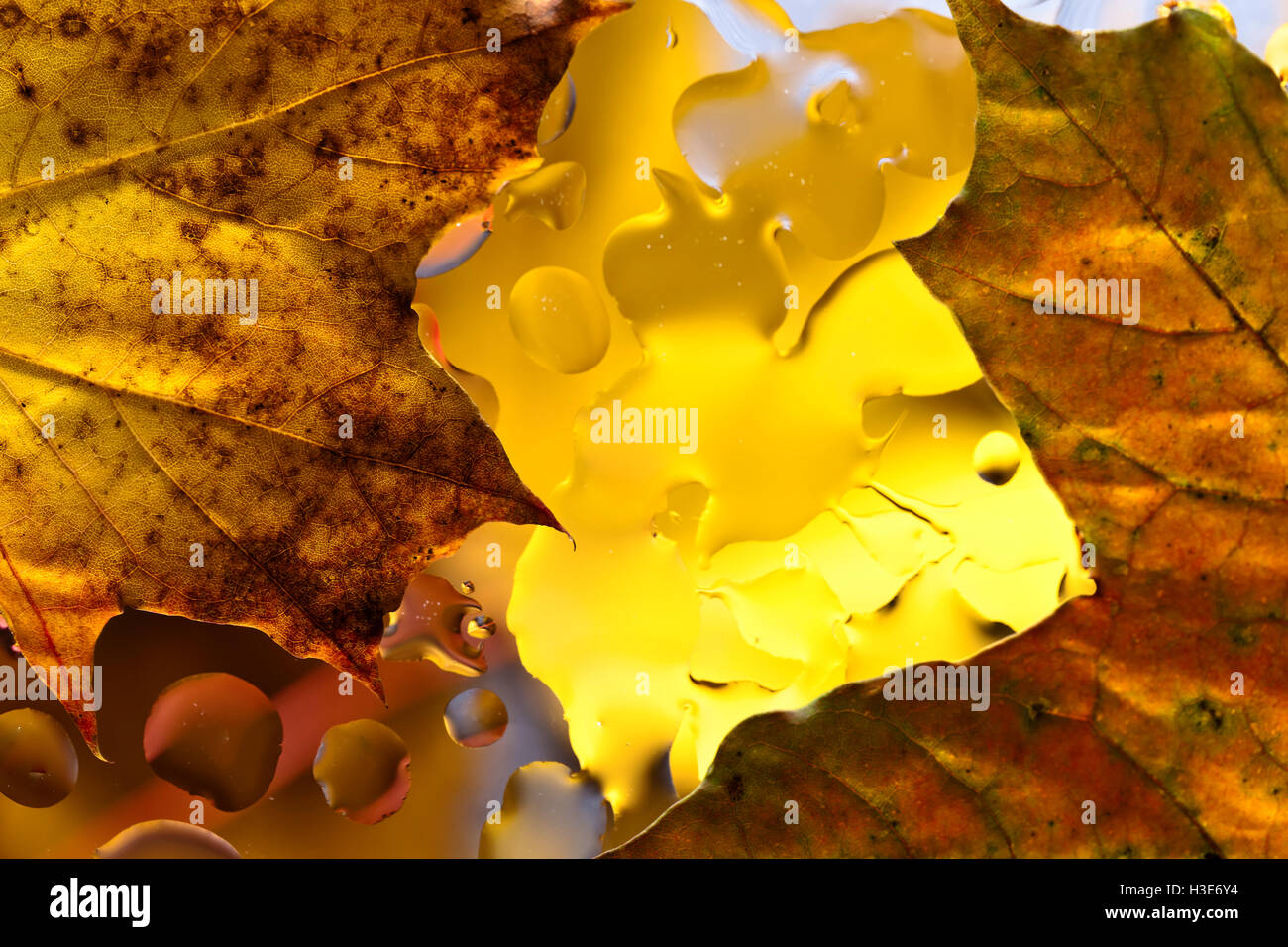 The Autumn background with leaves and rain water drops Stock Photo - Alamy