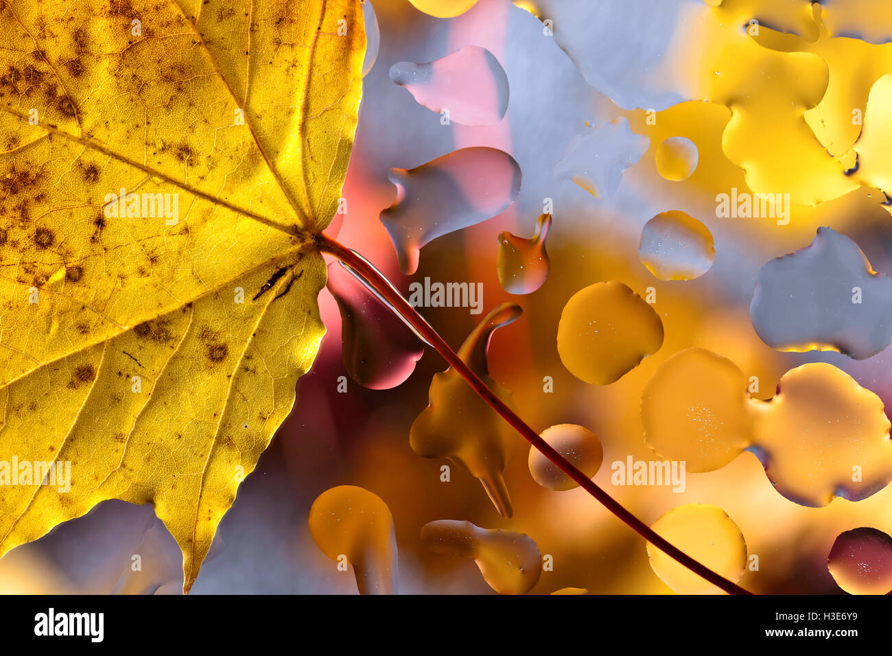 The Autumn background with leaves and rain water drops Stock Photo - Alamy