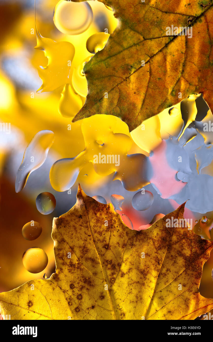 The Autumn background with leaves and rain water drops Stock Photo - Alamy