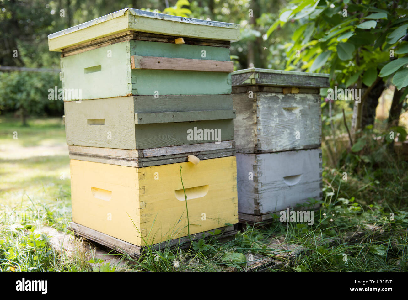Bee hive in apiary garden Stock Photo - Alamy