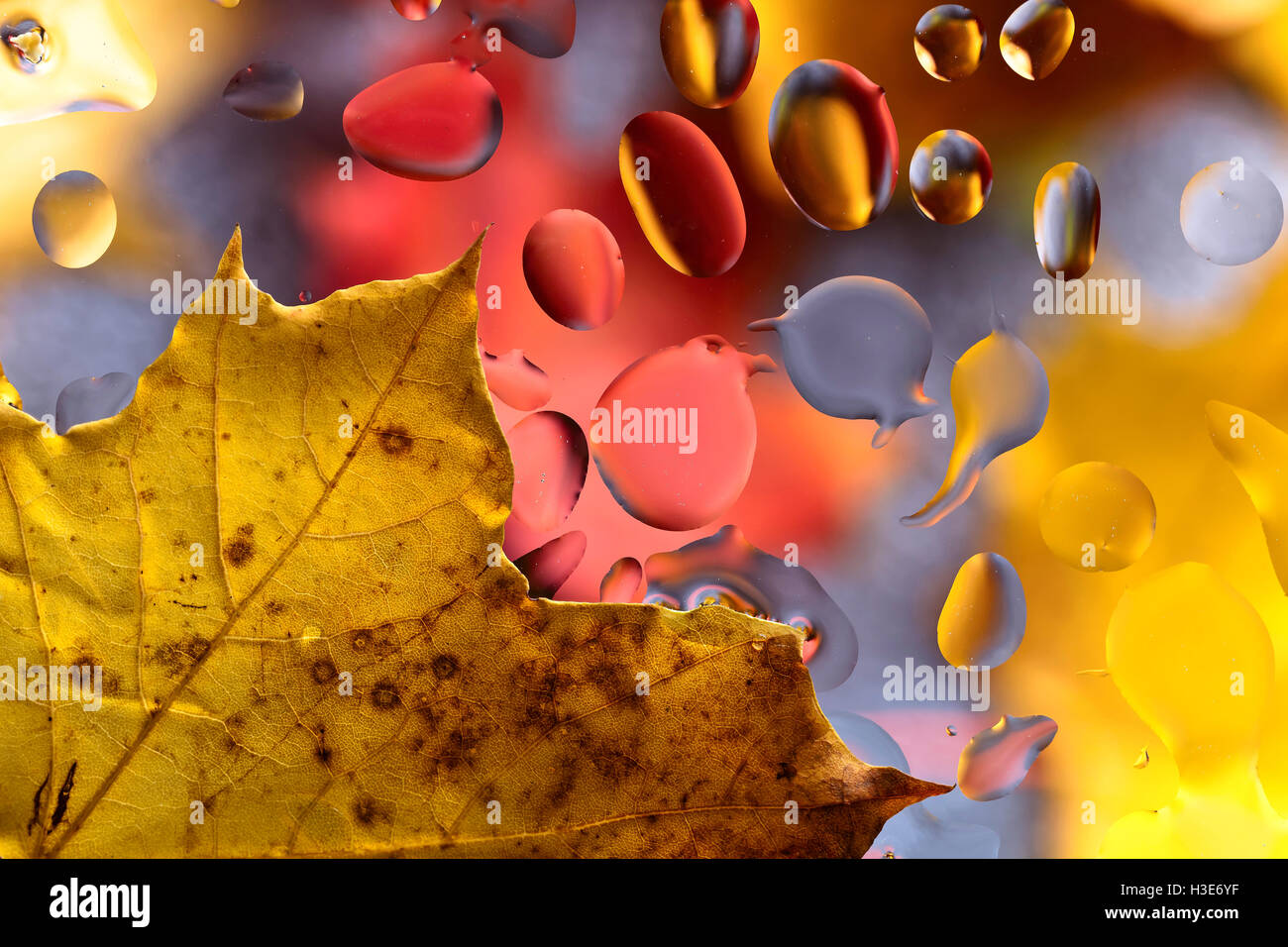 The Autumn background with leaves and rain water drops Stock Photo - Alamy