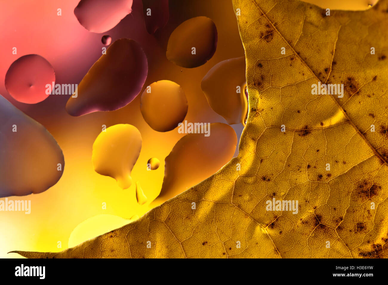 The Autumn background with leaves and rain water drops Stock Photo - Alamy