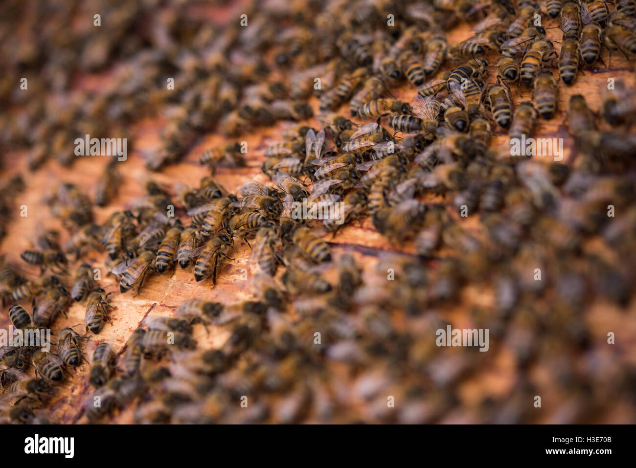 Bees on honeycomb frame Stock Photo - Alamy