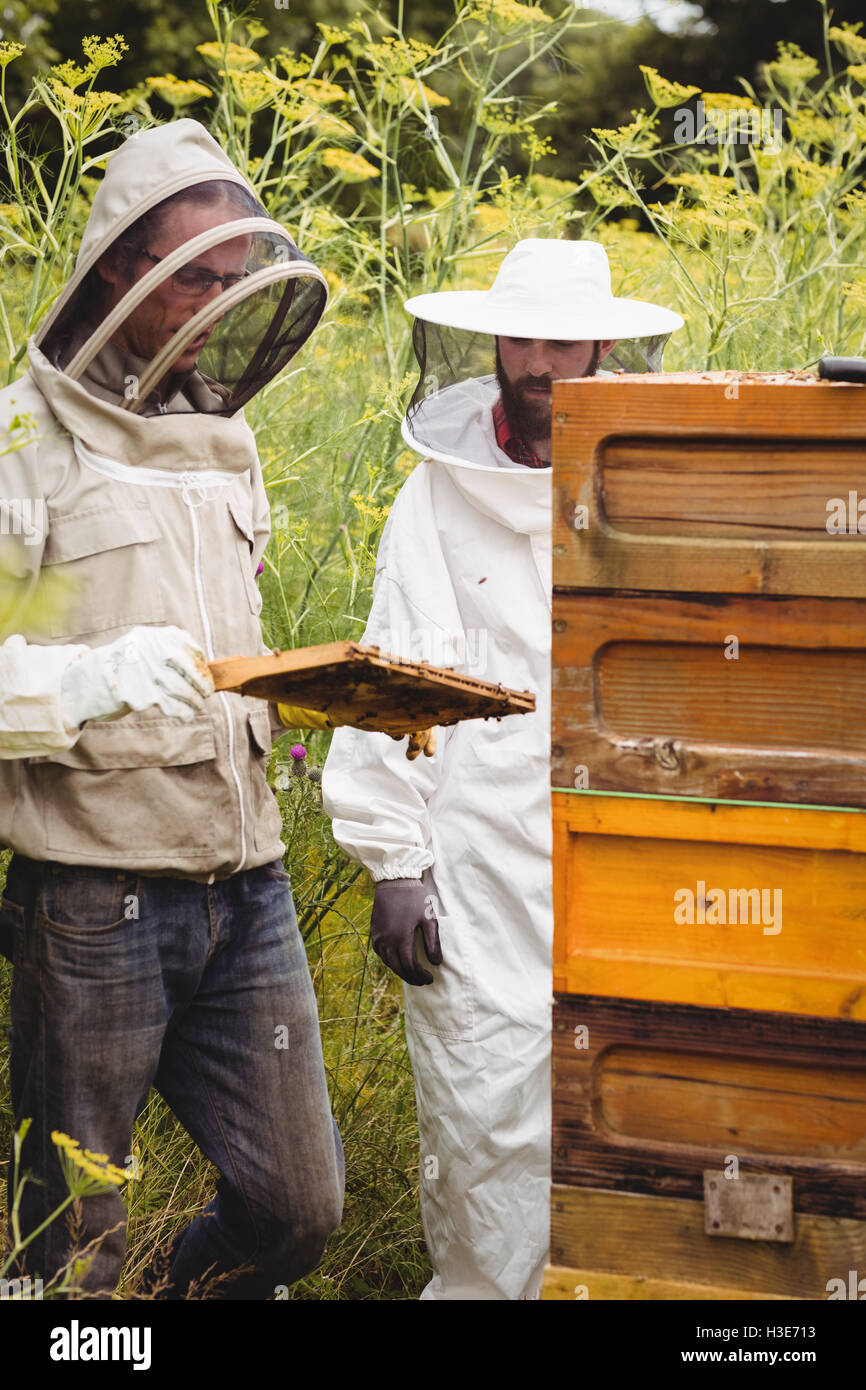 Beekeepers holding and examining beehive Stock Photo - Alamy