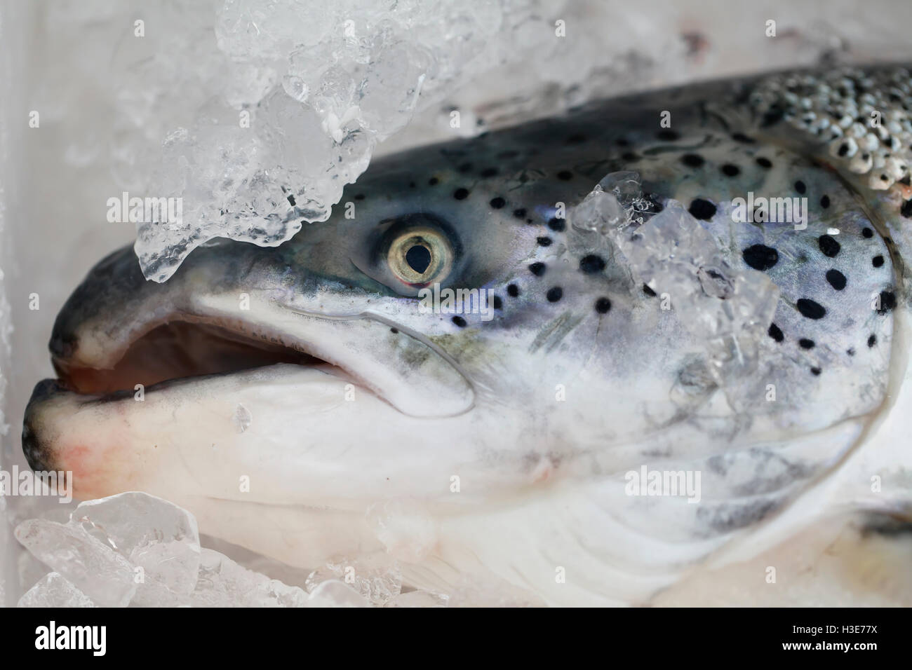 a closeup fresh fish, seafood background food Stock Photo - Alamy