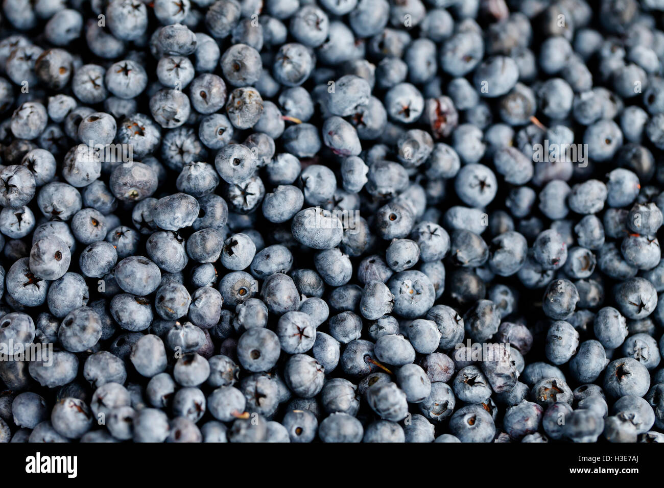 blueberry closeup background, a lot of berries top view Stock Photo - Alamy