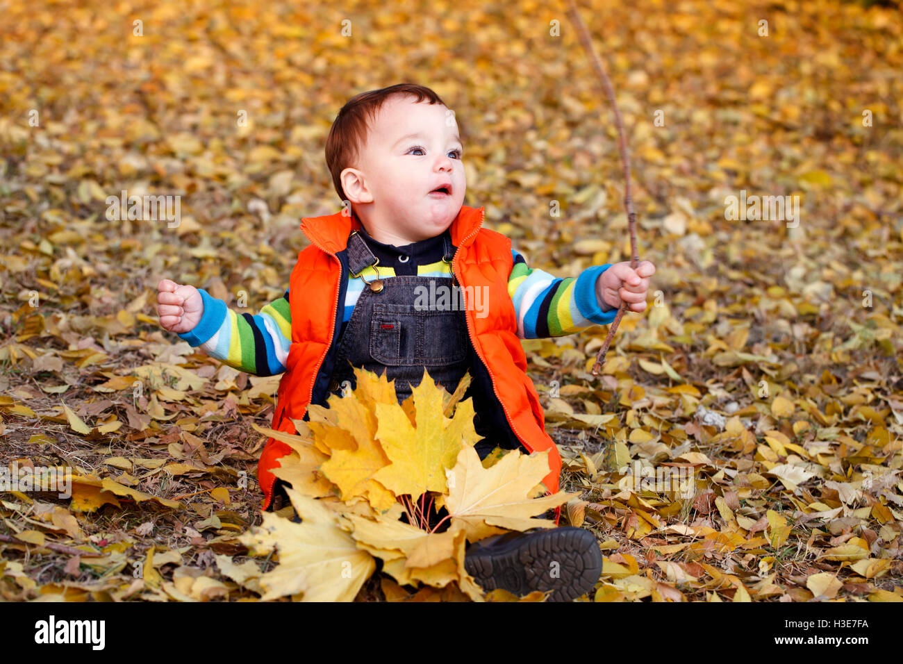 cute little boy outdoor autumn portrait, warm mood of the image Stock ...