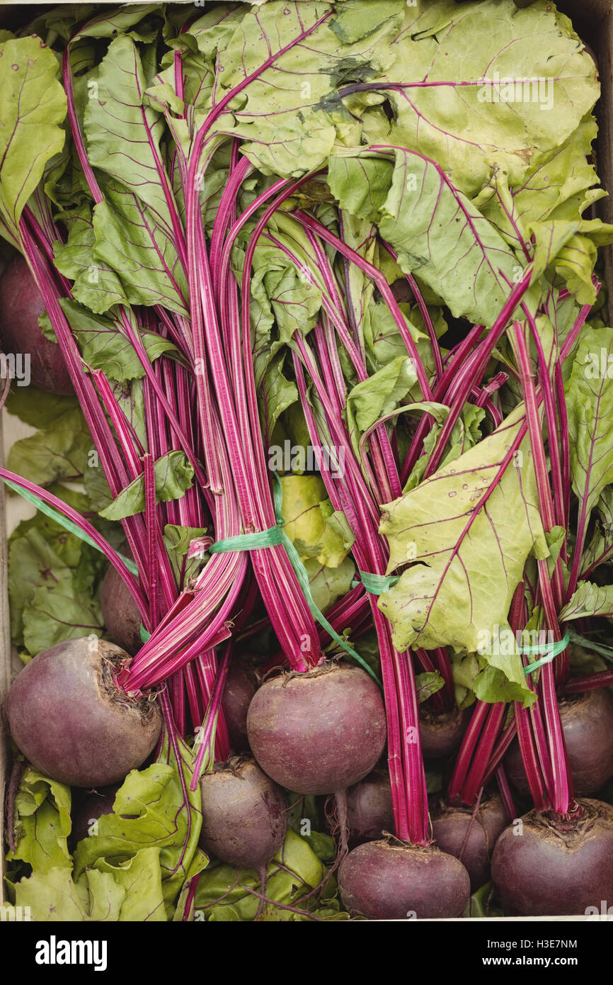 Fresh radish in supermarket Stock Photo - Alamy