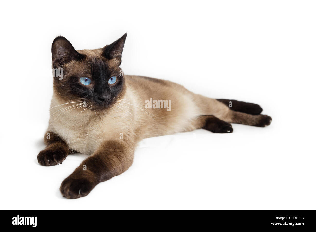 Siamese cat over white background Stock Photo - Alamy