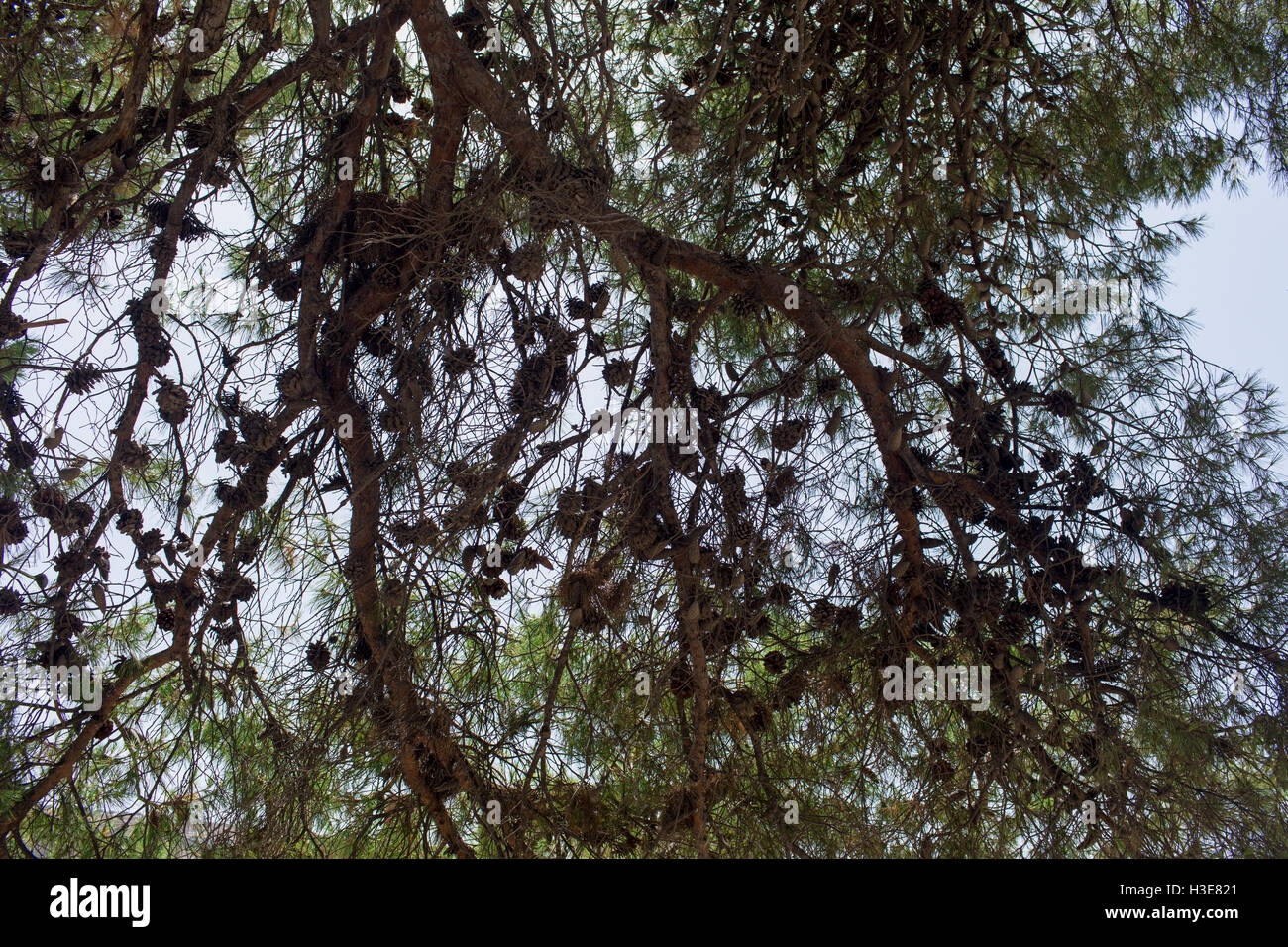 pine branches with cones on a background of the sky Stock Photo - Alamy